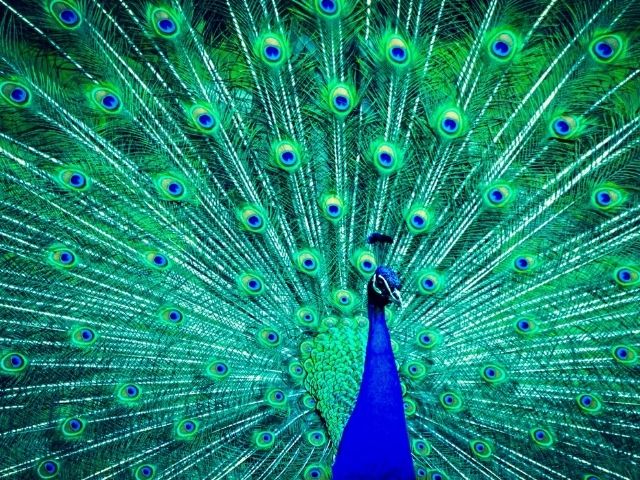 孔雀のスピリチュアル縁起が良い？羽根を広げる・白や赤のクジャクの意味 Tabesupiースピリチュアル